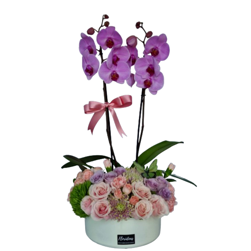 ALISON – Flores Cancún